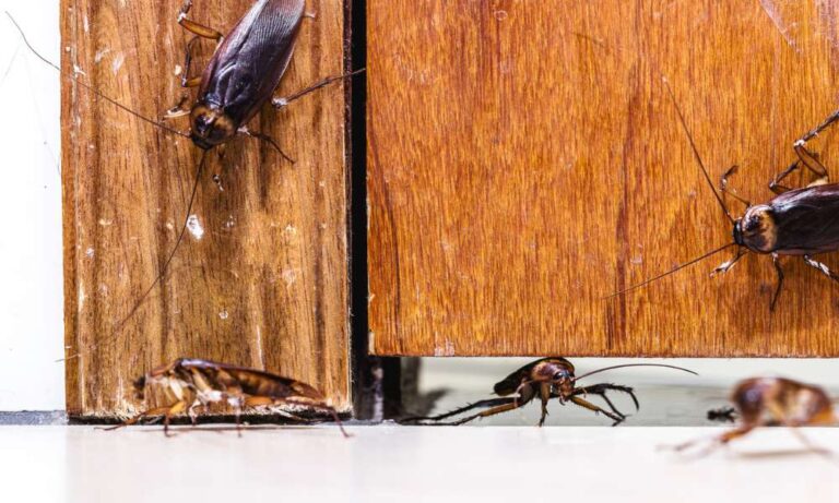 How To Get Rid Of Cockroaches In Kitchen Cabinets